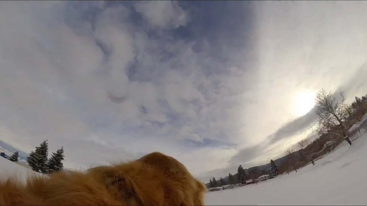 Rylo attached to dog catching frisbee - YouTube
