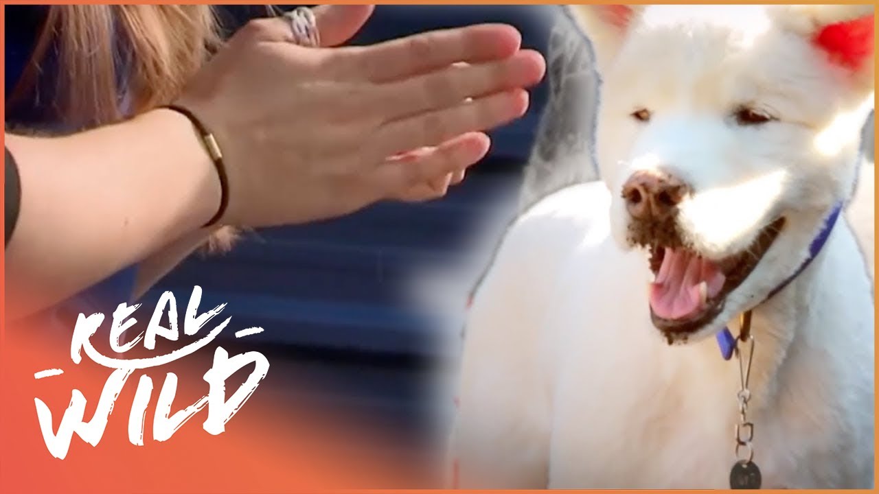 Meet Rizzler, The Dog Learning Sign Language! - YouTube