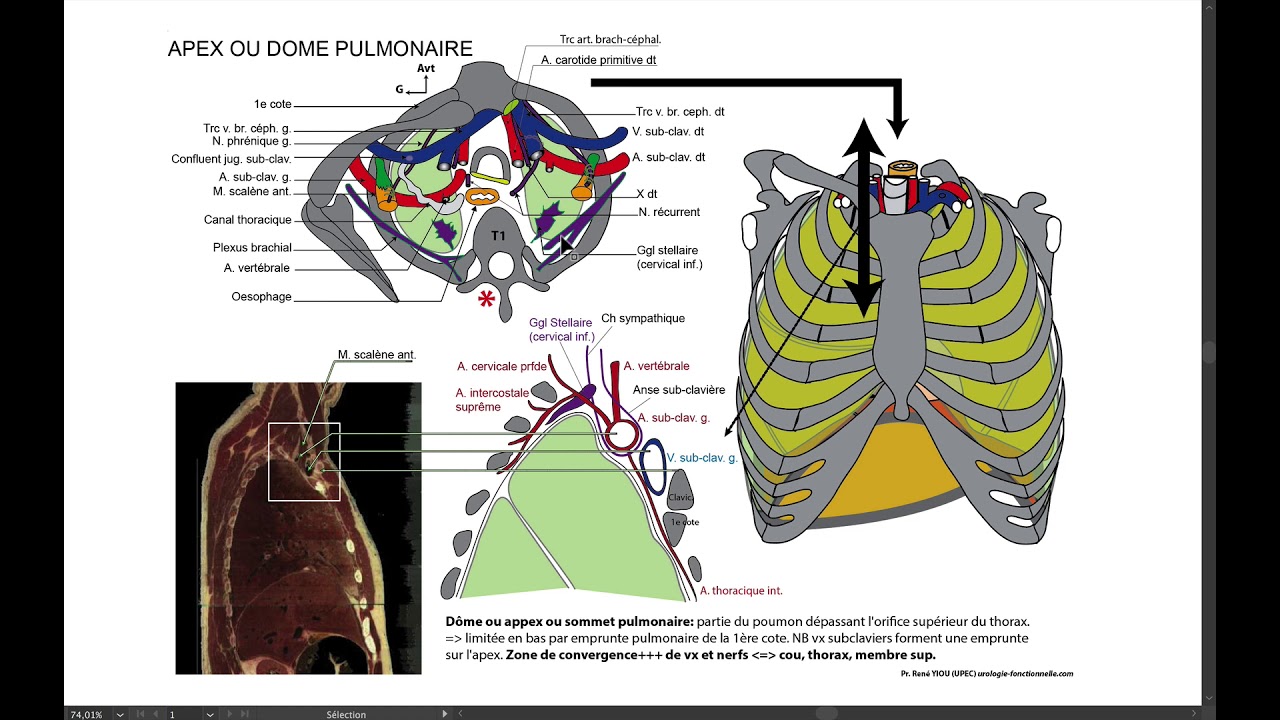 20 Dome pulmonaire - YouTube
