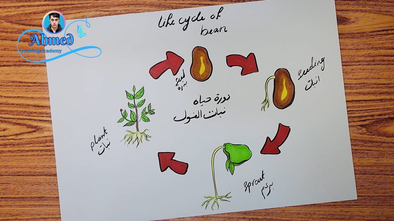 رسم دورة حياة نبات الفول رسم دورة حياة النبات Drawing The Life Cycle Of A Bean Plant 2