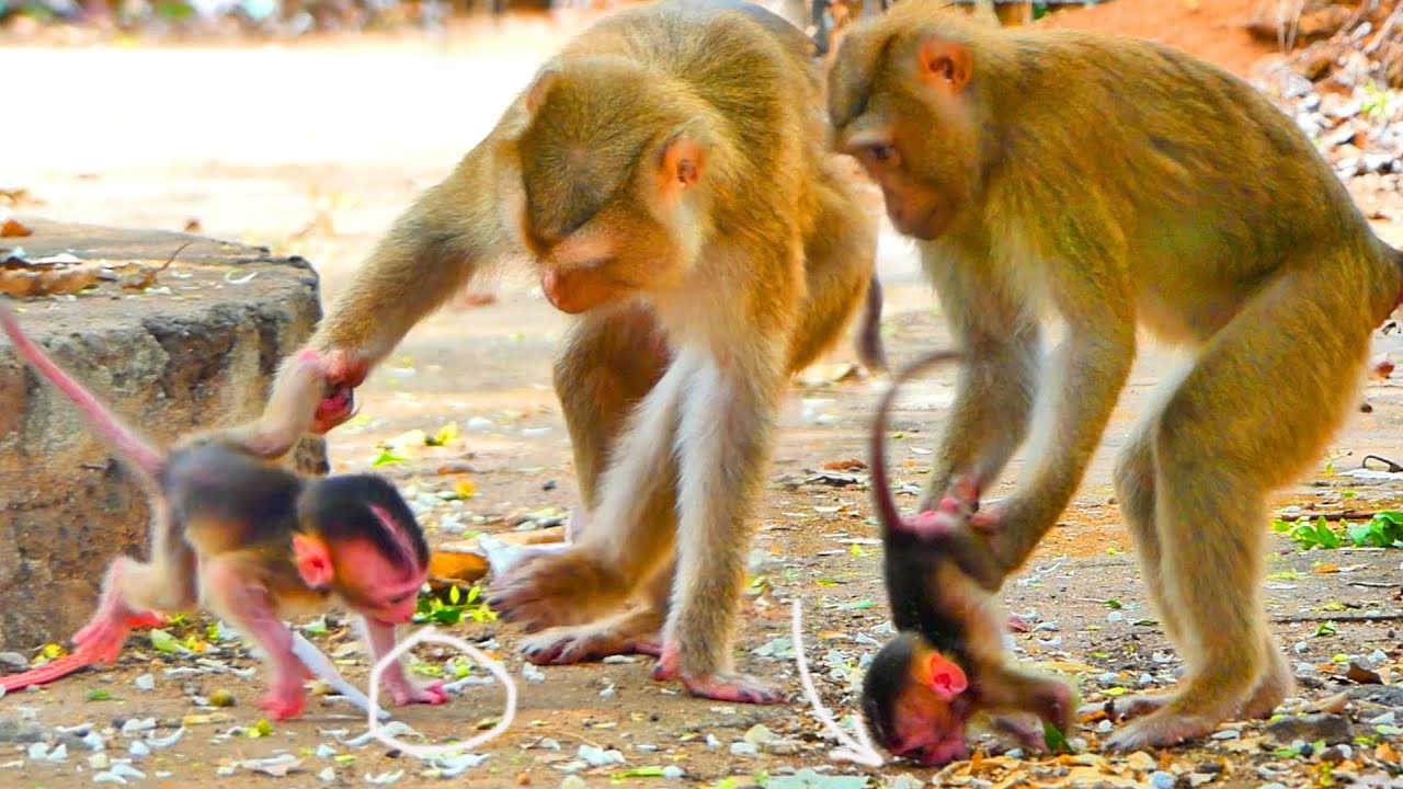 God help this clip...So pi-t😂y tiny newborn baby monkey of mom SARIKA ...