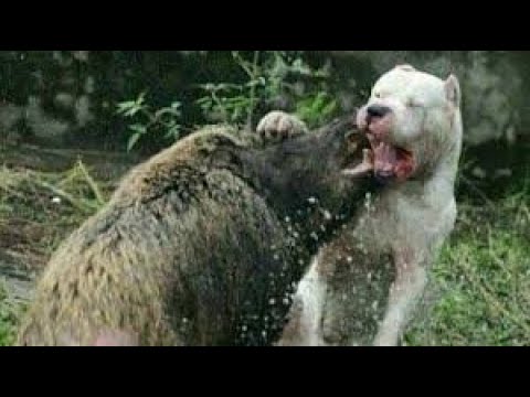 Dogo Argentino Best Moments 2019