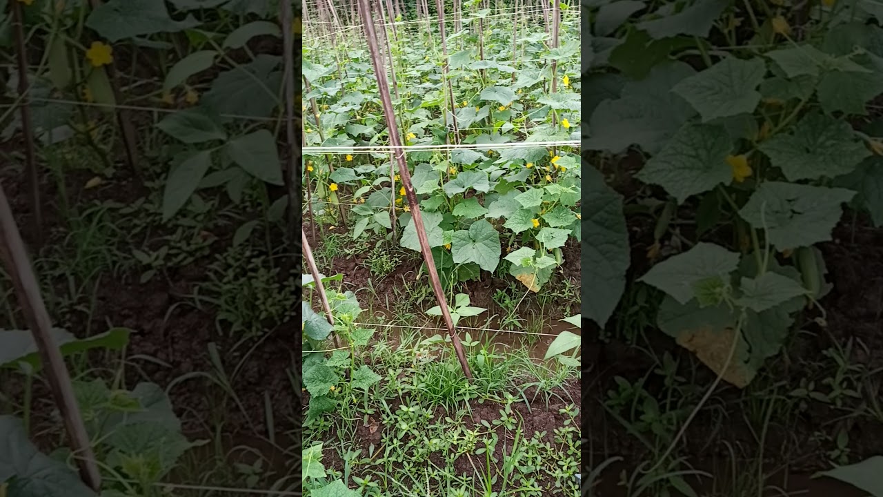 Bertani timun - YouTube