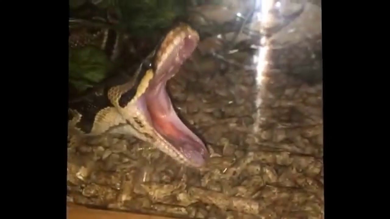 Ball python yawning - YouTube