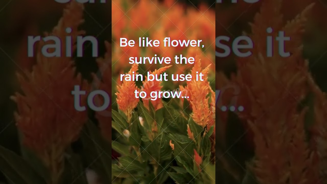 Be like flower, survive the rain but use it to grow - YouTube