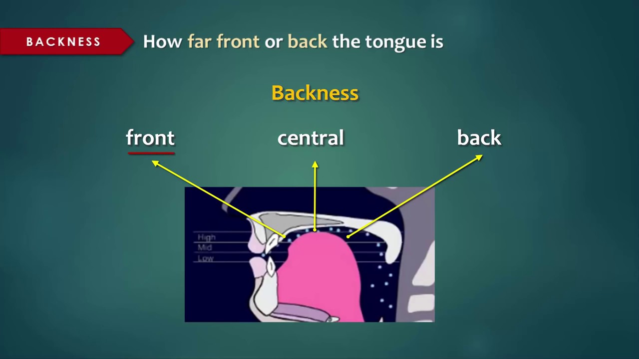 Introduction to Articulatory Phonetics Vowels - YouTube