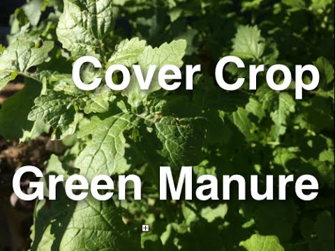 Green Manure Cover Crop Benefits Improving your Soil at Seasons End ...