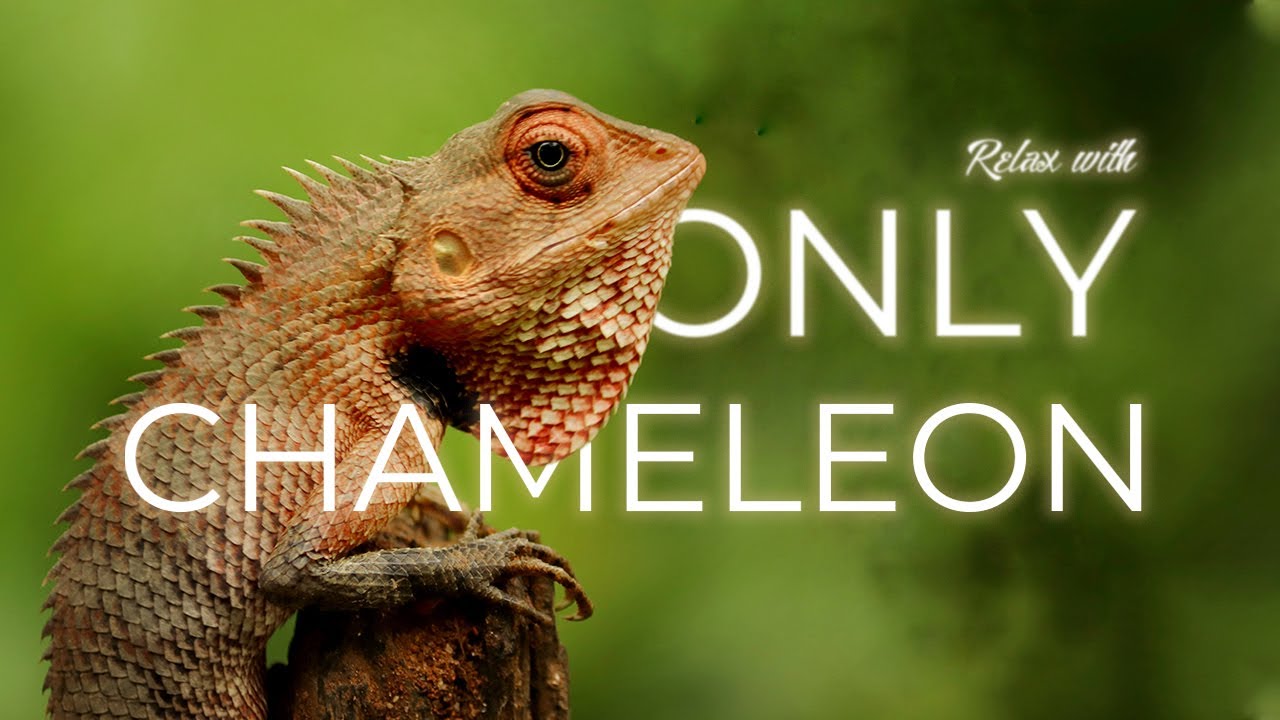 Only Chameleon ,Sounds Relaxing Ambient Music for meditation - YouTube