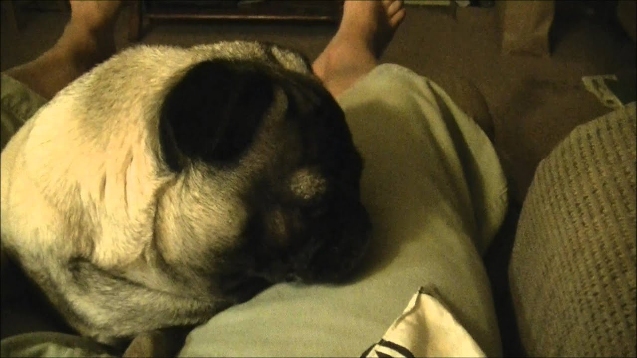 Pug Dog Izzy Sleepy-Snoring-Guard Dog!!! Cute!!! - YouTube