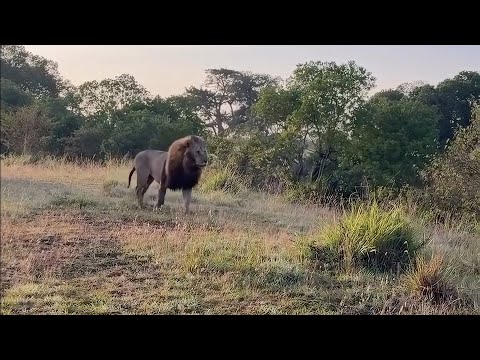 Male lion easily submits to this bigger dominant Male lion