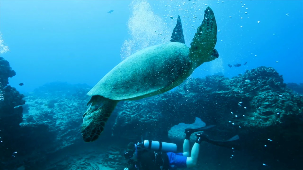 Hawaii Kai Three Tank Scuba Diving Charter Island Divers Hawaii - YouTube
