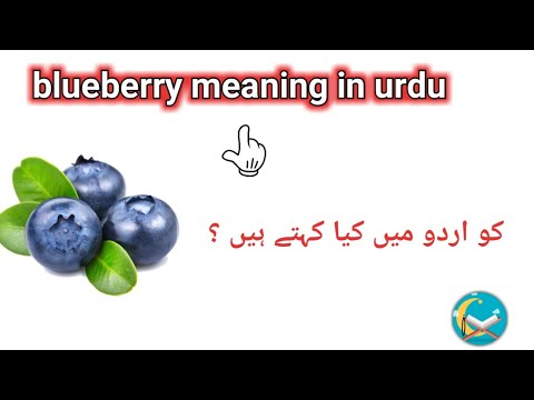blueberry meaning in urdu۔ blueberry ko urdu mein kya kahte hai ...