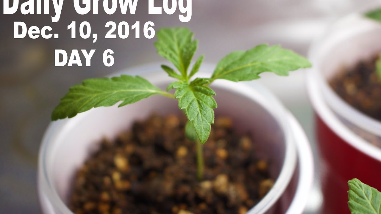 Daily Cannabis Grow Log - Dec. 10 - YouTube