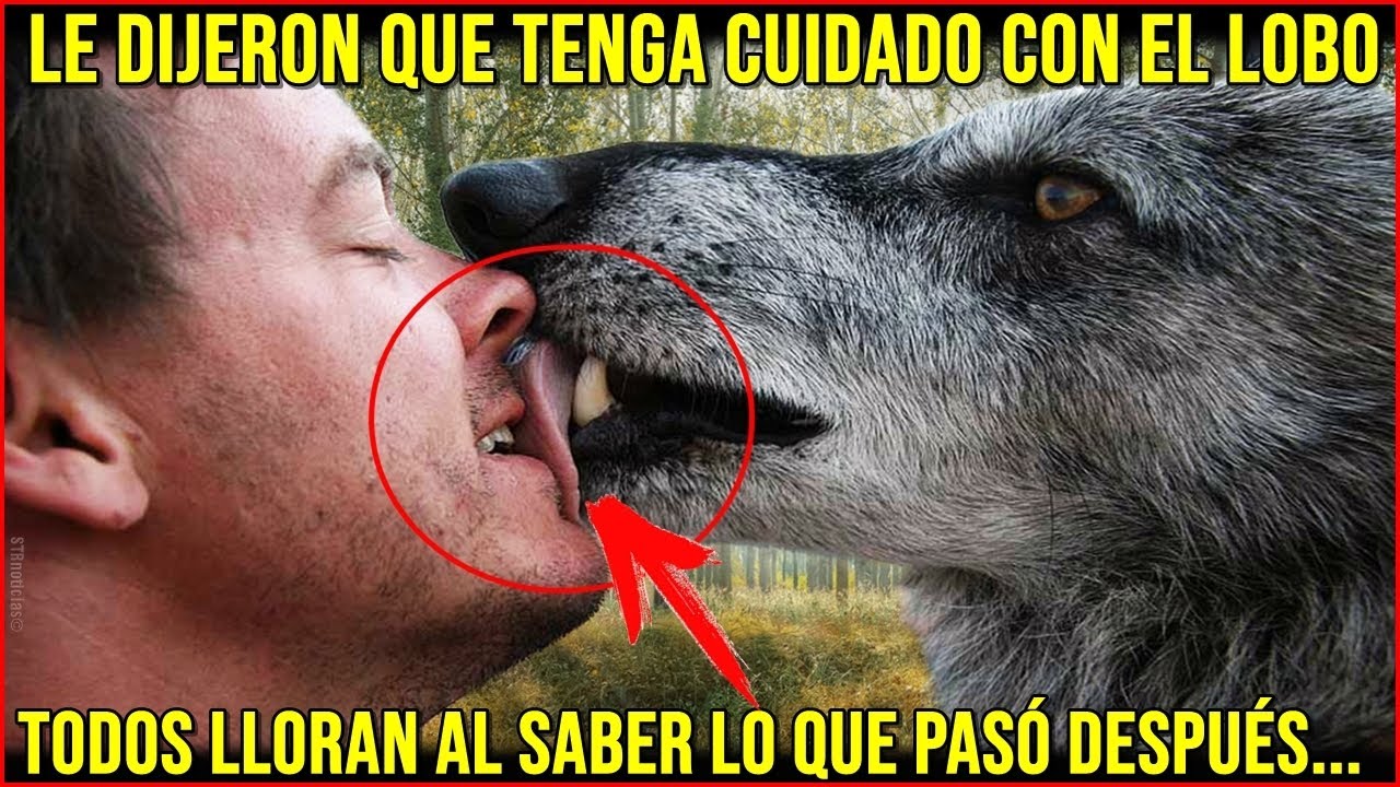 Le dijeron que tenga cuidado con el lobo, su familia y amigos lloran al ...