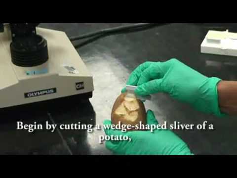 Potato Staining for Microscopy - YouTube