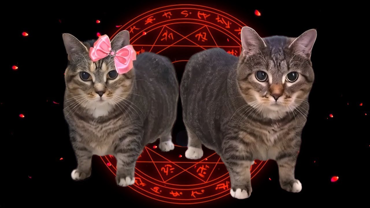 OIIAOIIA CAT x AFTER DARK - Bukaka Meme 【Covered by Haaru】 - YouTube