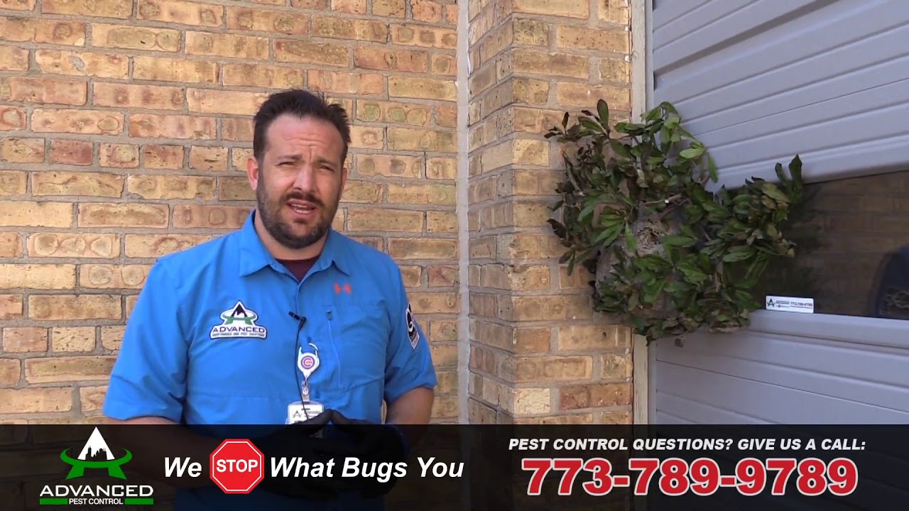 Chicago Wasp Pest Control Tips - YouTube