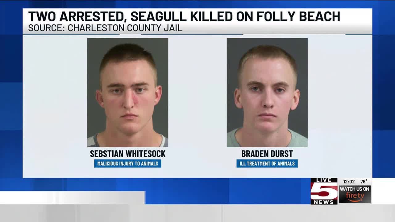 VIDEO: Two arrested for killing seagull on the beach - YouTube