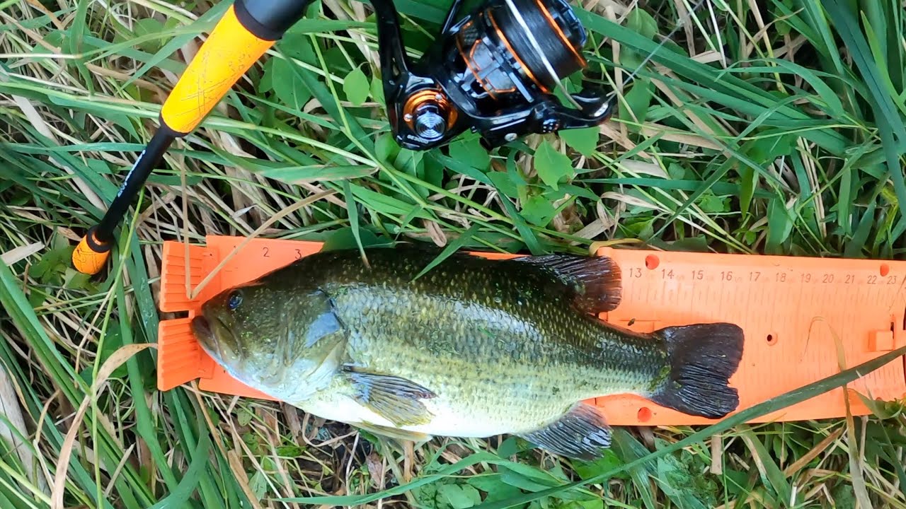 Catching Swamp Pond Bass on my new Plusinno SE3000 Reel - YouTube
