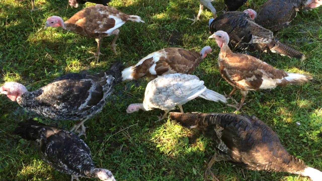Our Pastured Heritage Turkeys on our Spring Outcrop - YouTube