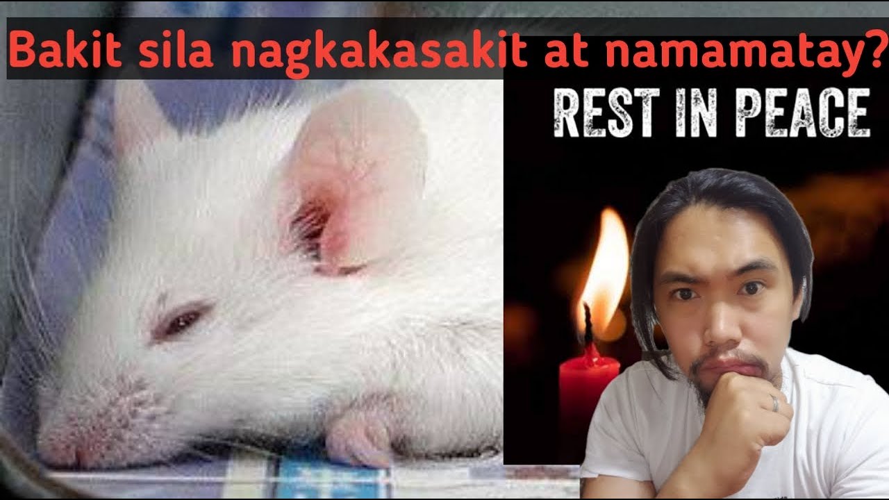 Mice / Dagang Costa - dahilan ng sakit at papaano iiwasan - YouTube