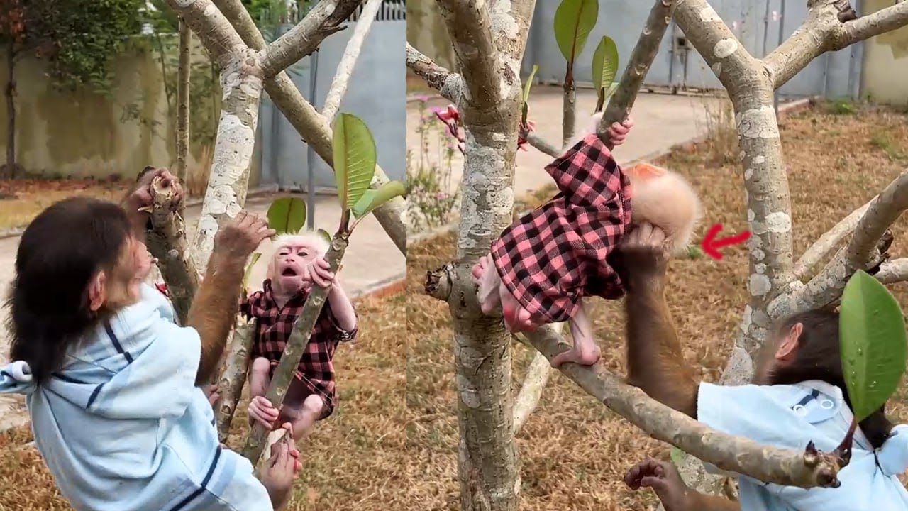 OMG Naugh_ty John Run Around On Tree And Pull Minea Head Just For Fun ...