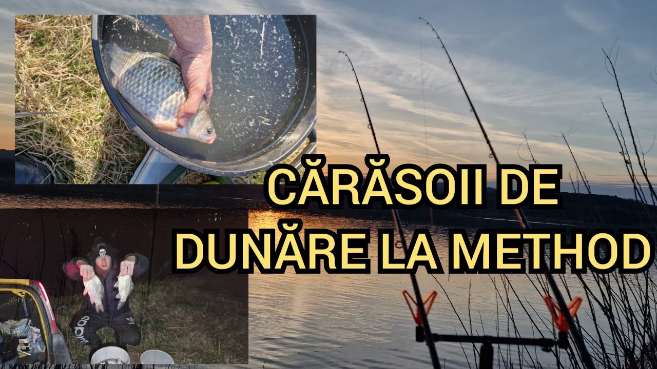 Au inceput CARAȘI MARI pe dunare . Pescuit la method printre agataturi ...