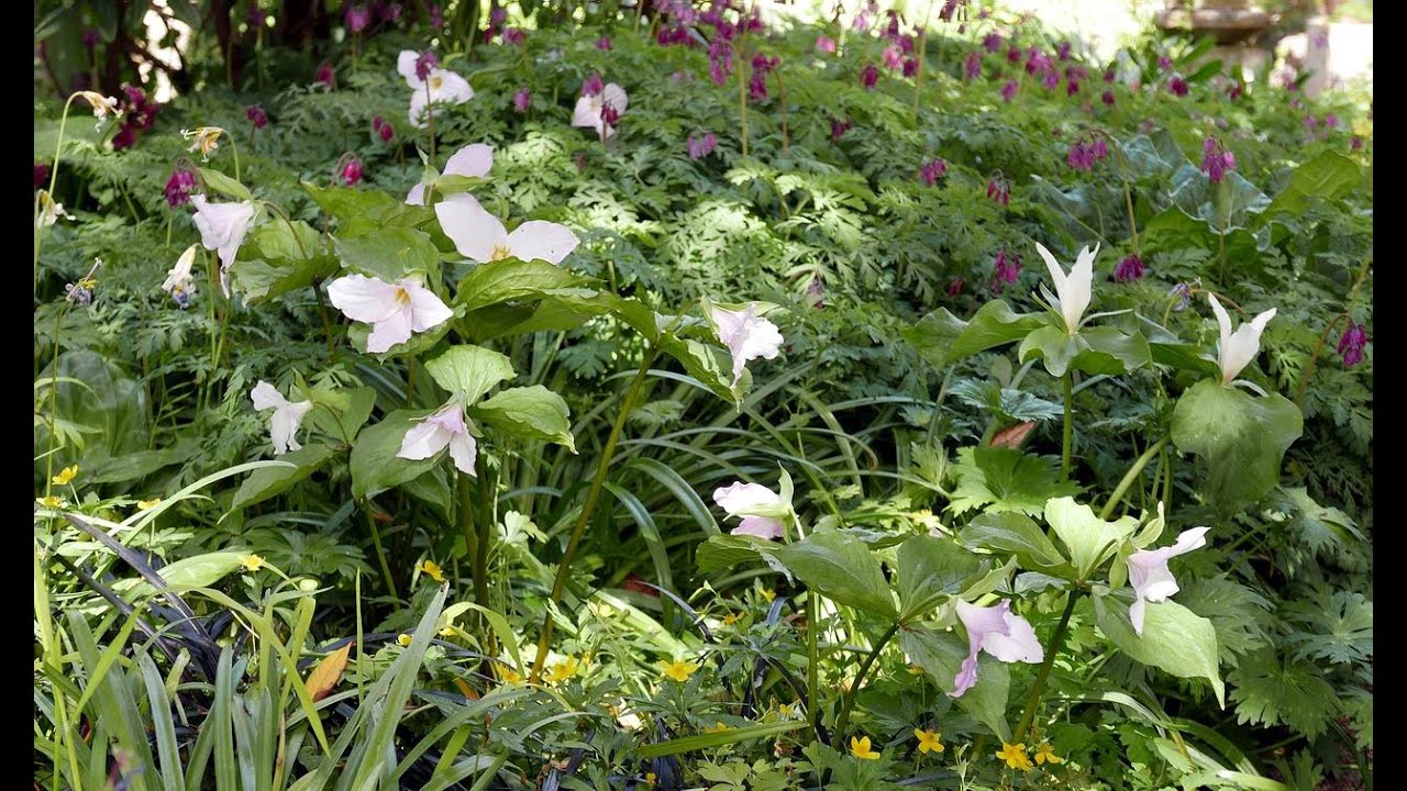 Bulb Log Video Diary Supplement A garden walk featuringTrilliums among ...