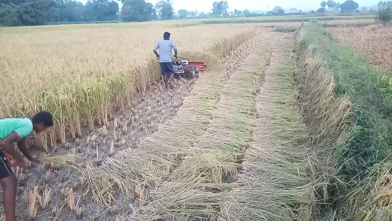 Rice cutting - YouTube