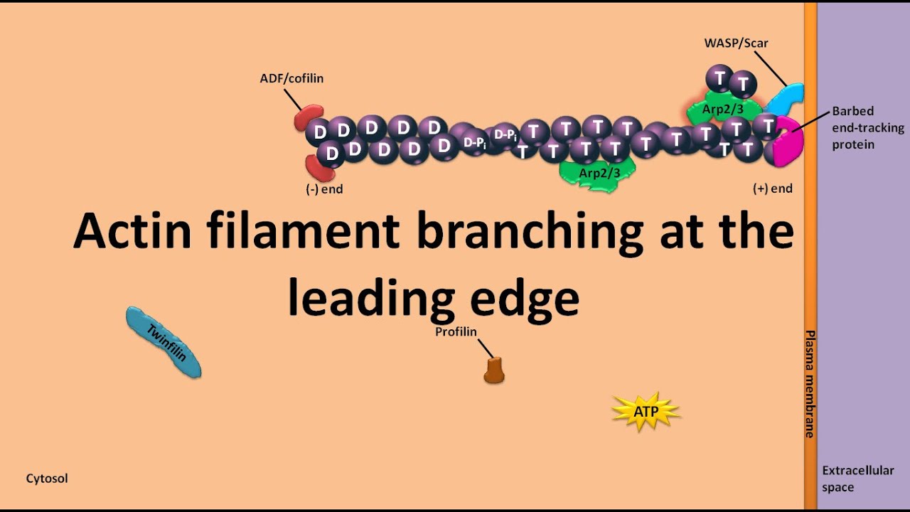 Actin filament branching at the leading edge - YouTube
