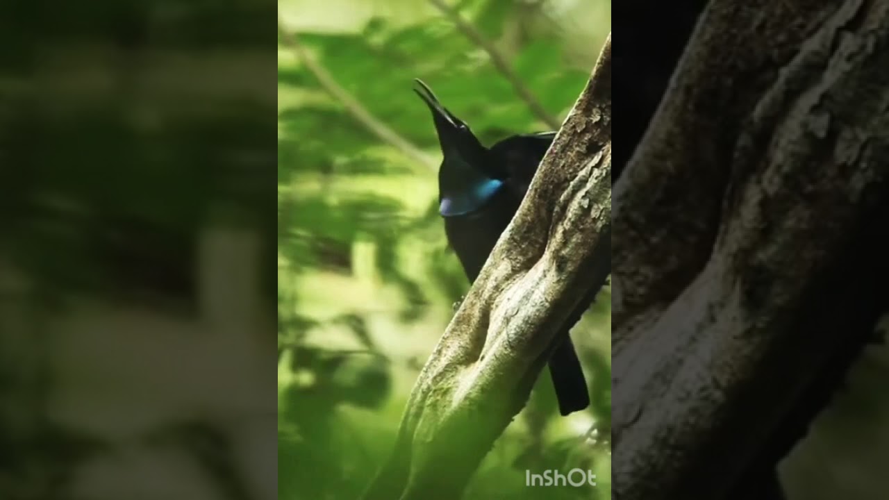 Beautiful birds singing lovely song🎵 - YouTube