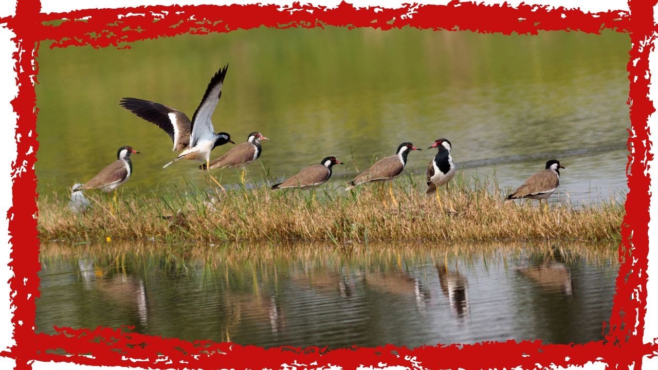 Red-wattled Lapwing (Vanellus indicus) Call, Sound & Song | Red-wattled ...