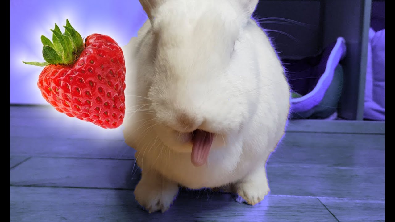 Cute adopted bunny eating a strawberry and cleaning his mouth ...