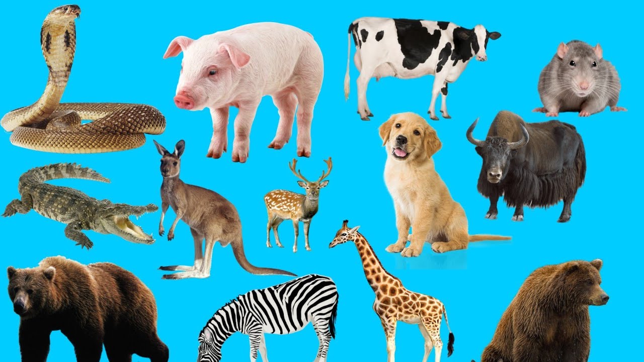 Learn Animals Name and Sound for Kids - Learning Video Educational for ...