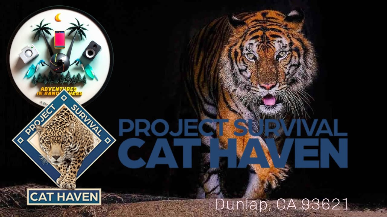 Wild Encounters At Project Survivals Cat Haven Dunlap Ca Youtube 5905
