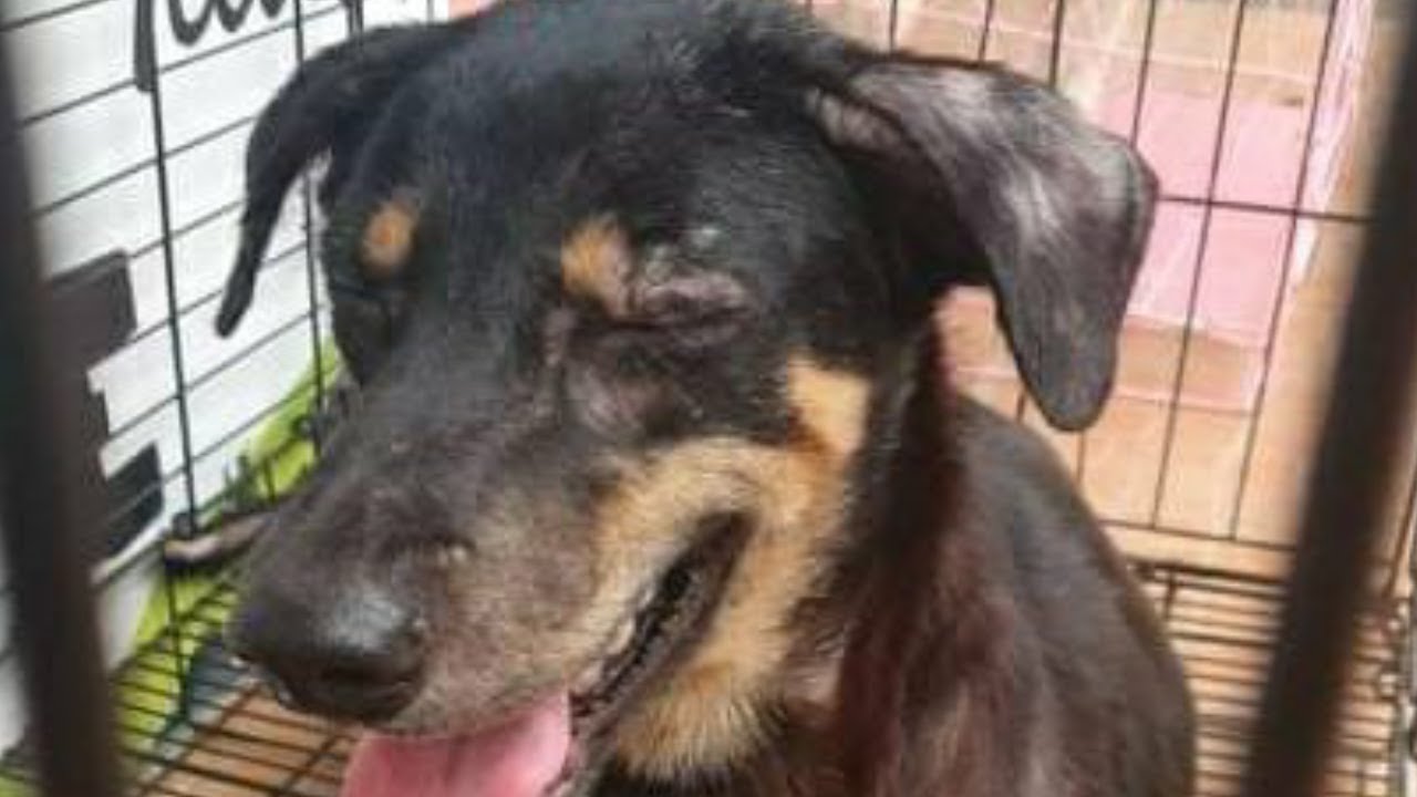 The poor dog who has no fur and very thin - YouTube