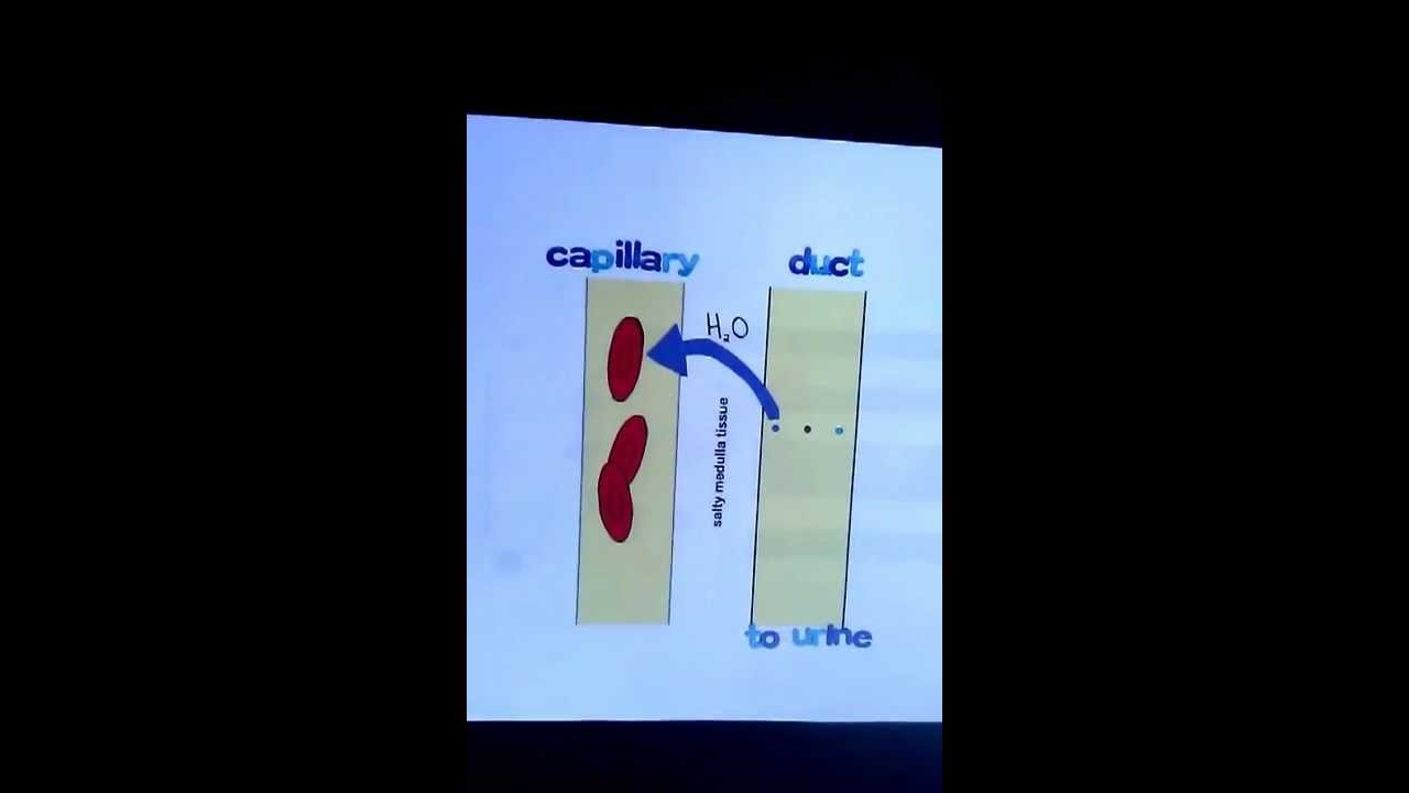 Homeostasis: Water Balance and the Kidneys - YouTube