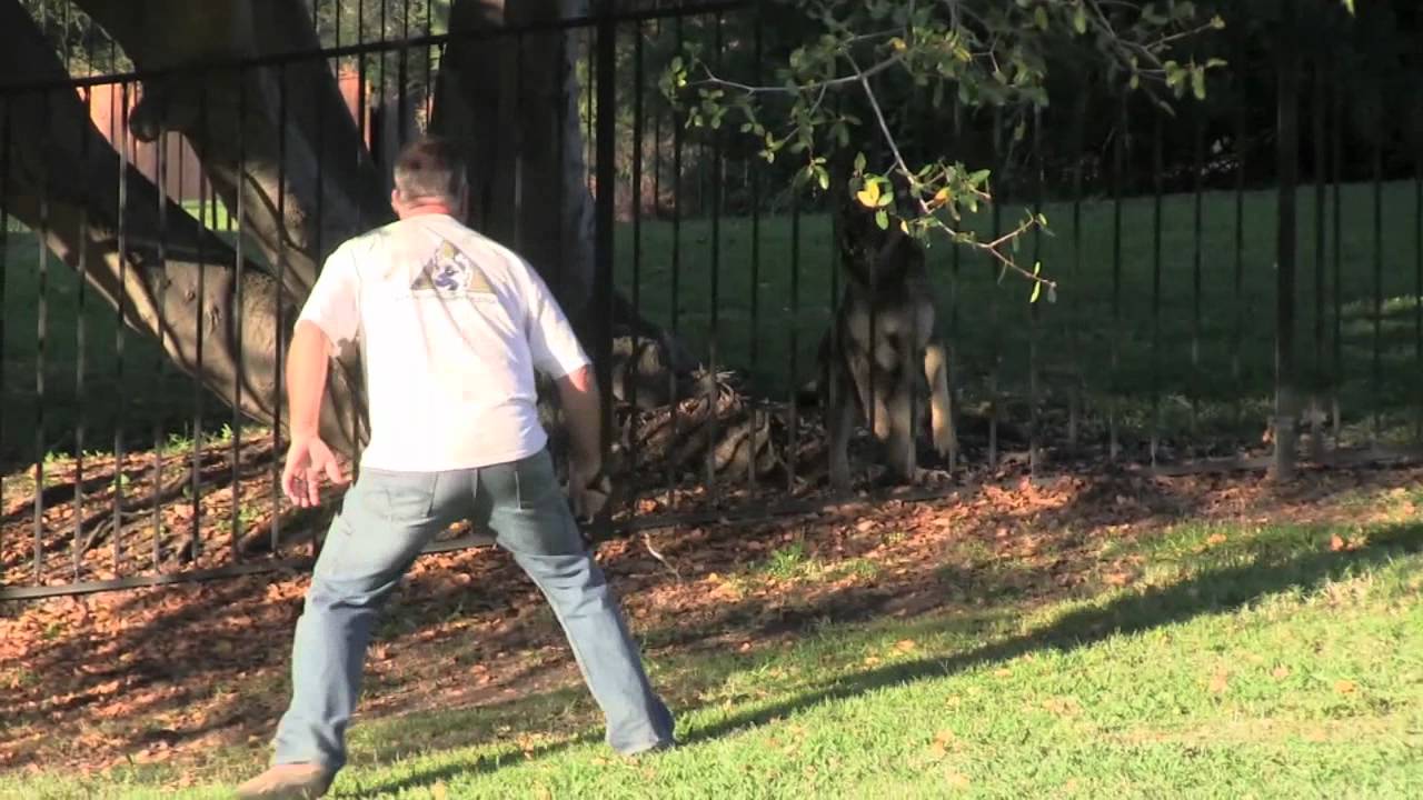Personal protection dog defending property - YouTube