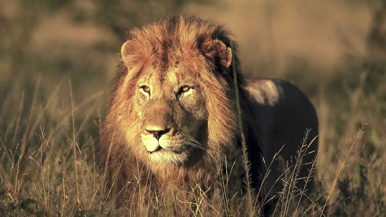 LION | ASL - American Sign Language - YouTube