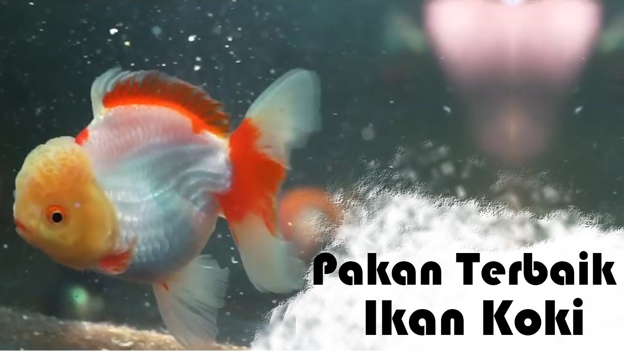 Wawancara Peternak Ikan Koki Senior - YouTube