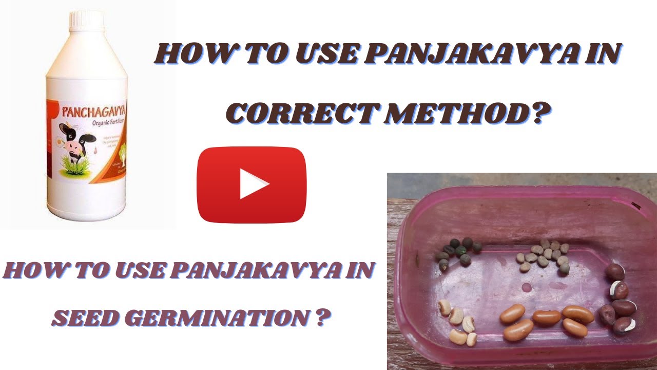 பஞ்சகாவ்யா செடிகளுக்கு பயன்படுத்தும் முறை | #panjakavya |# ...