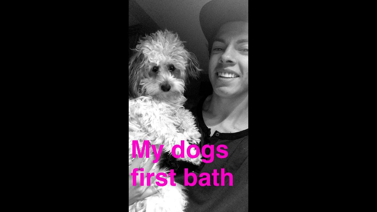 KSI "MY DOGS FIRST BATH" - YouTube