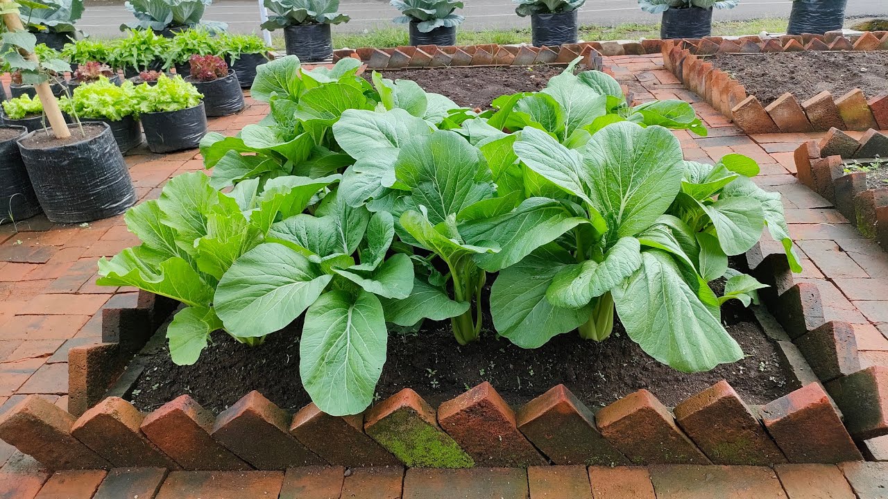 cara menanam sawi caisim supaya super jumbo || how to plant caisim ...