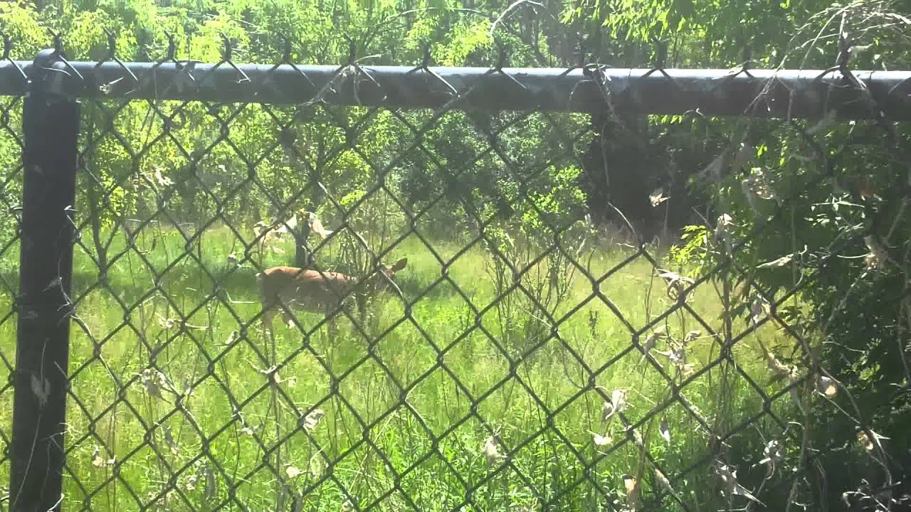 Deer at Toronto Archery Range shows no fear - YouTube