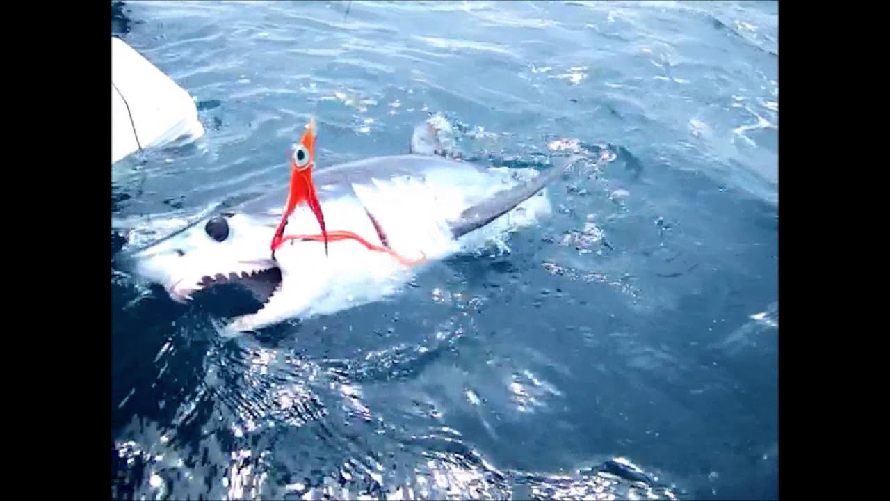 Mako shark release with Conway Bowman - YouTube