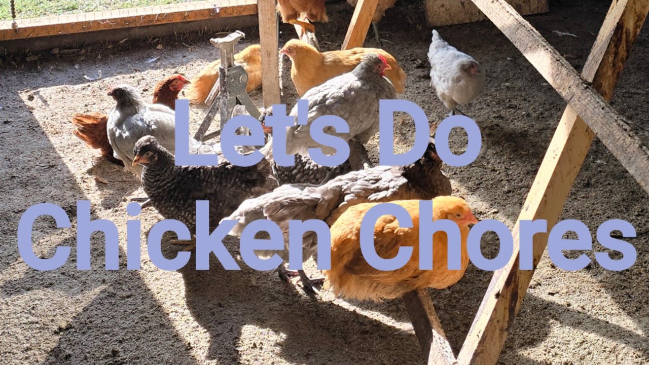 Let's Get the Chores Done--Feeding Chickens and Checking Garden - YouTube