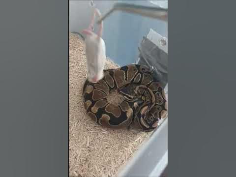 Are Ball Pythons Good Pets? - YouTube