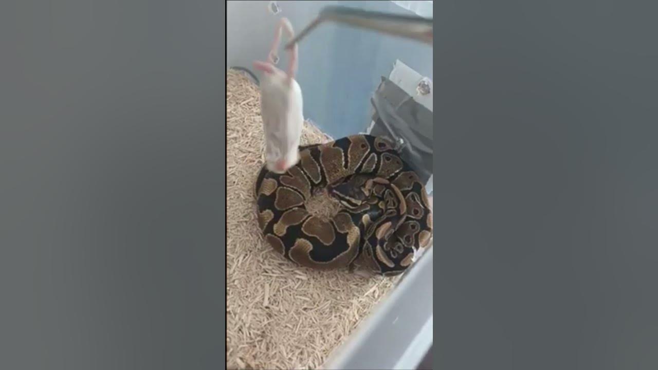 Are Ball Pythons Good Pets YouTube are-ball-pythons-good-pets-youtube