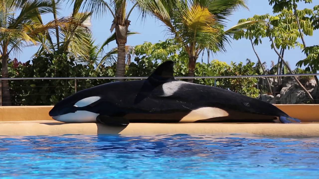 20160420 Tekoa on ledge - YouTube