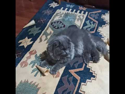 Valla benim film milm çevirecek halim yok :))